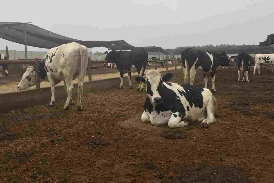 Peru, where EM has taken root throughout the country | EM Research ...