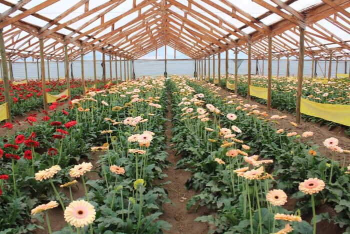 The Widespread Use of EM in Chile | EM Research Organization (EMRO)