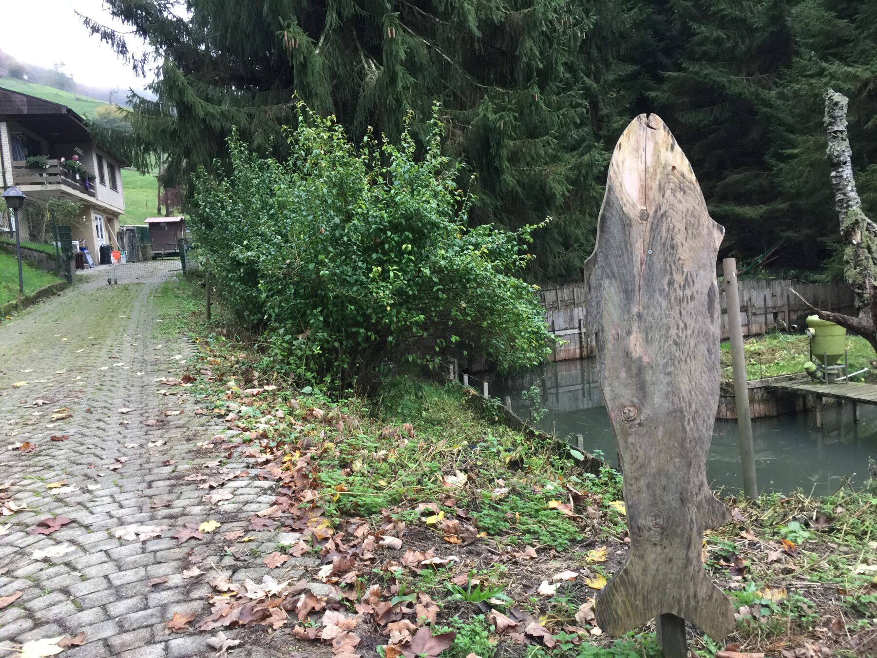 Organic Trout Fish Farming | EM Research Organization (EMRO)