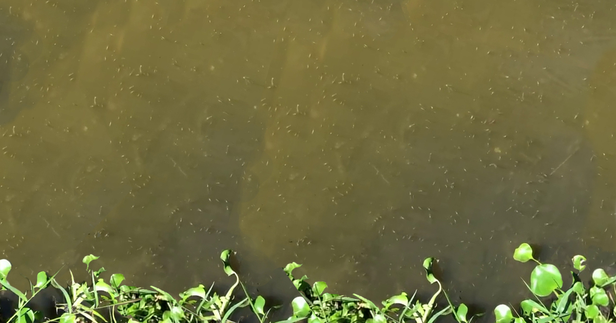 Fish Coming Back to the River | EM Research Organization (EMRO)